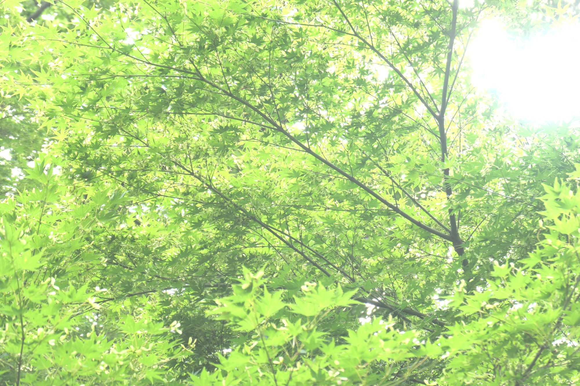 『パーフェクトデイズ』 PERFECT DAYS | toyodasha.org