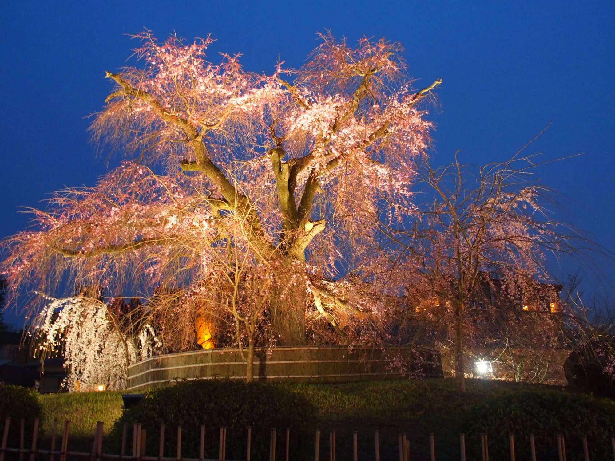 与謝野晶子「清水へ祇園をよぎる桜月夜こよひ逢ふ人みなうつくしき」 | toyodasha.org